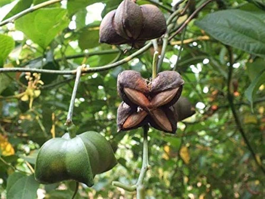Sacha inchi – Bioagroexperiencia